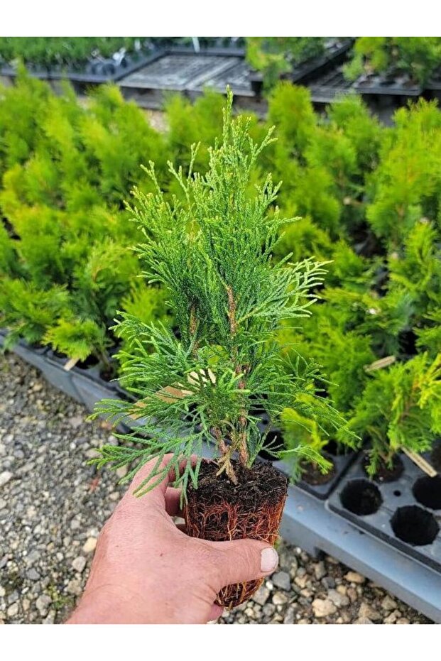 Gardenbox Cupressus Leylandii 40 Adet Leylandi Çam Ağacı Fidanı 10-30cm ...