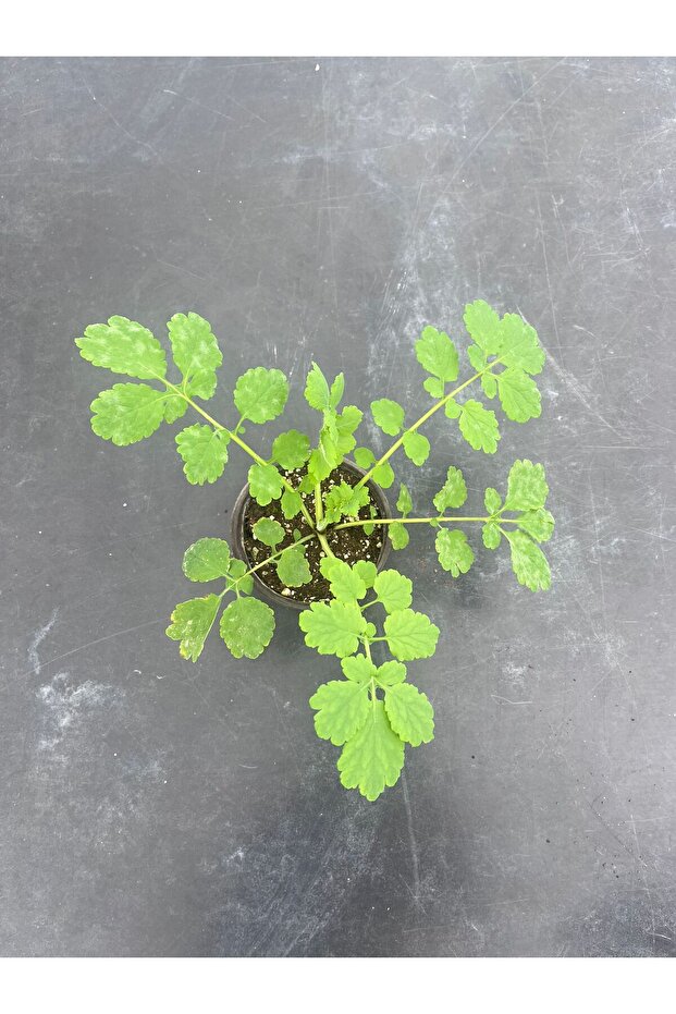 Genel Markalar Kırlangıçotu Bitkisi Büyük Boy - Fiyatı, Yorumları