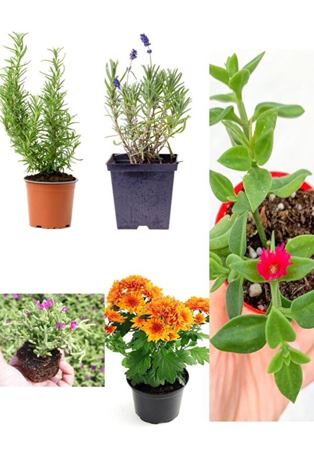 Gardenbox Videolu Mezar Üstü Çiçekleri 1 Lavanta 1 Biberiye 2 Buzçiçeği ...