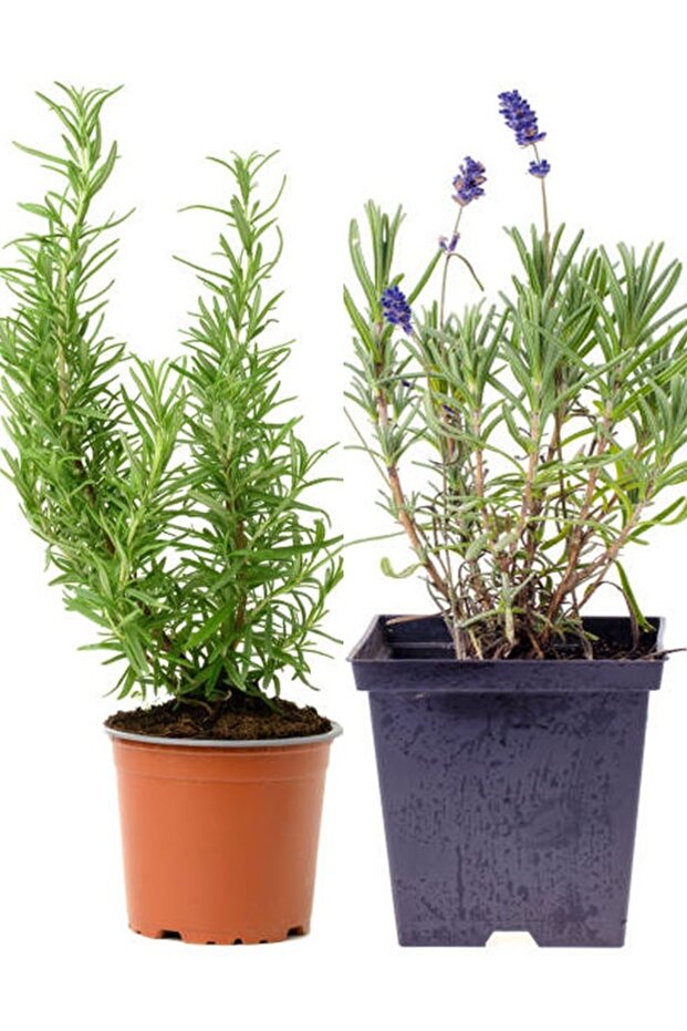 Gardenbox Videolu Mezar Üstü Çiçekleri 1 Lavanta 1 Biberiye 2 Buzçiçeği ...