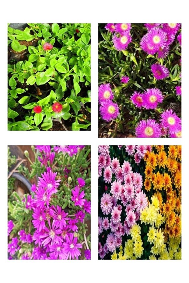 Gardenbox Videolu Mezar Üstü Çiçekleri 1 Lavanta 1 Biberiye 2 Buzçiçeği ...
