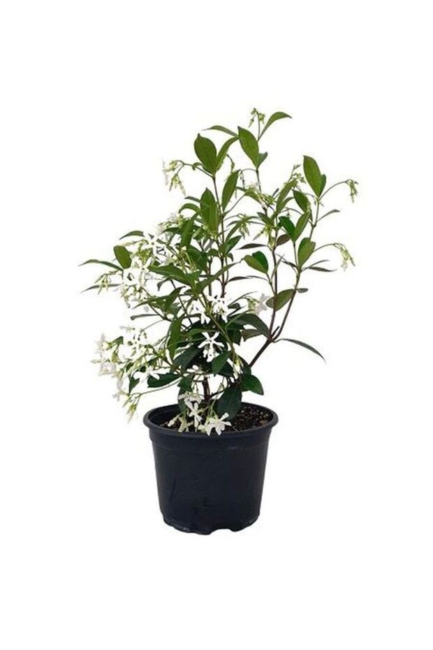 Nura Botanik Mis Kokulu Arap Yasemini Fidanı 80-150cm Saksılı (arabian ...