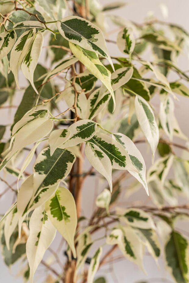 SENA BOTANİK VE ÇİÇEK Benjamin Bitkisi 110 120 Cm Benjamin Ficus ...