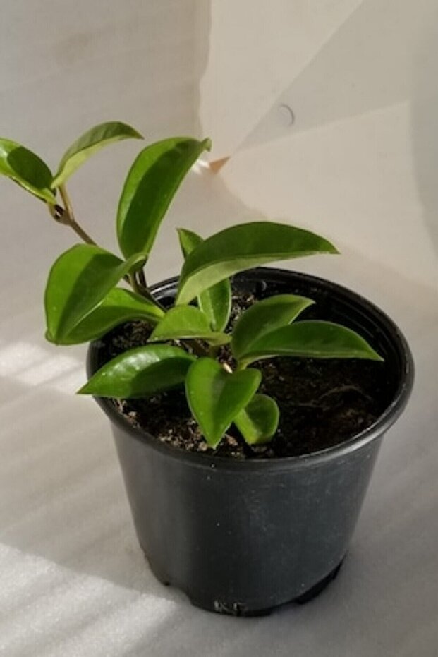 Gardenbox Mum Çiçeği Ruhban Beyaz 10-15cm Salon Balkon Bitkisi - Fiyatı ...