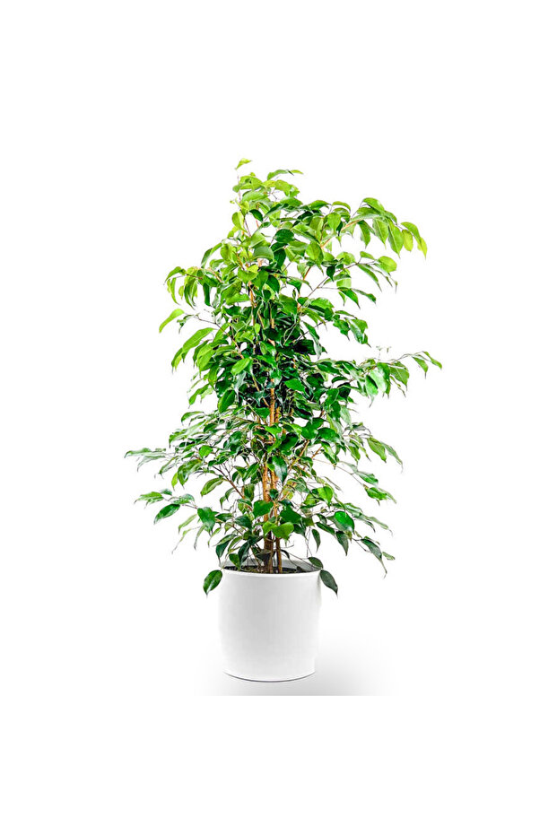 Fidanburada Ficus Benjamina Danielle-benjamin Bitkisi-beyaz Ruby ...
