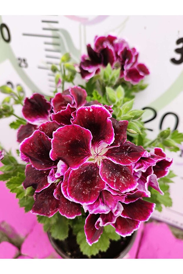 Zambak Botanik Bordo Ceylangözü Sardunya (PELARGONİUM DOMESTİCUM ...