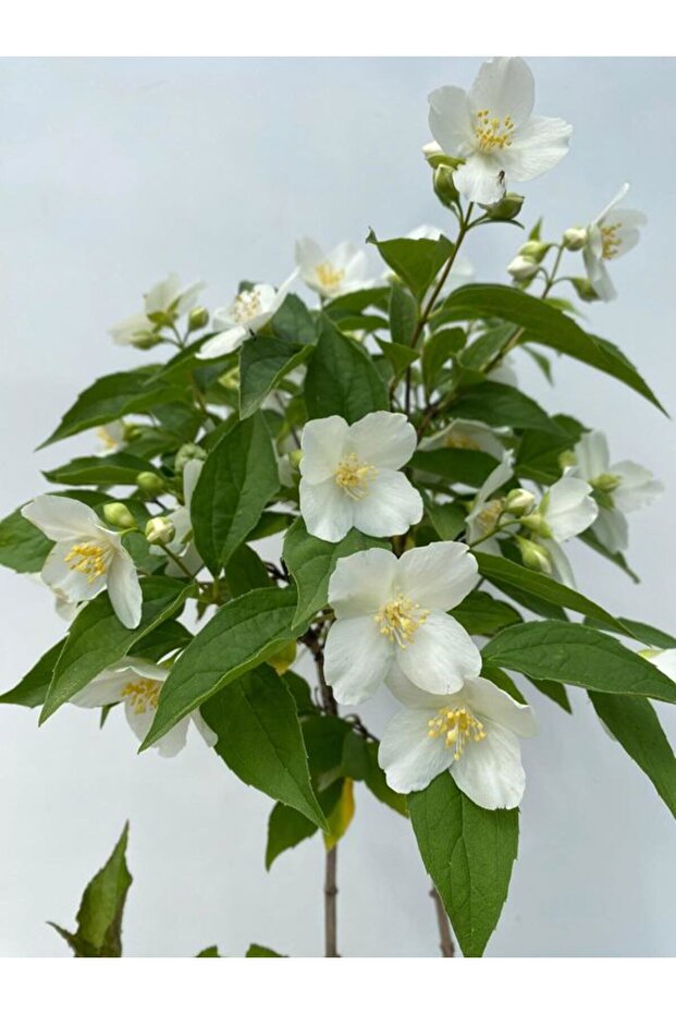 Gardenbox 2'li Kokulu Bitki Seti Filbahri (Philadelphus) +Gardenya ...