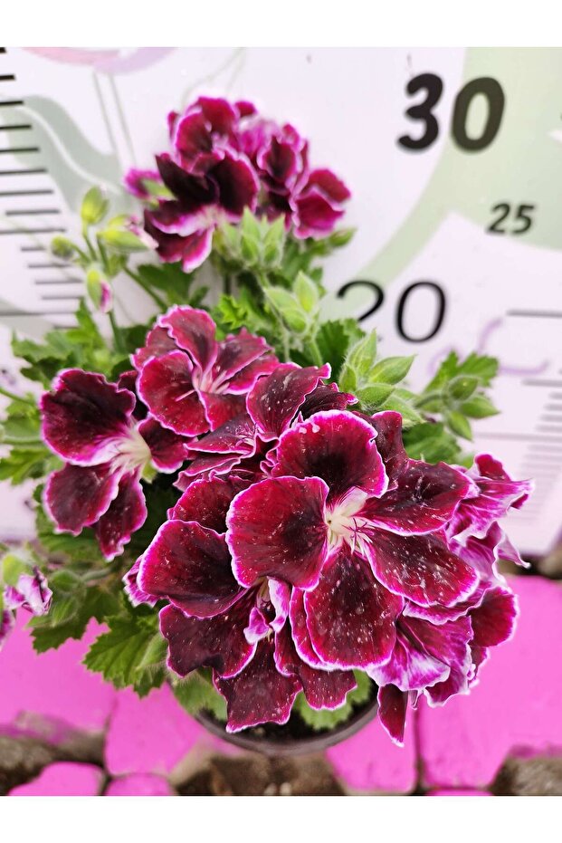 Zambak Botanik Bordo Ceylangözü Sardunya (PELARGONİUM DOMESTİCUM ...