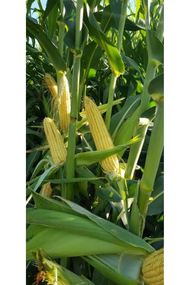 tarımmahsulleriofisi PİONEER P1551 MISIR TOHUMU. YERLİDİR. YÜKSEK VERİM ...