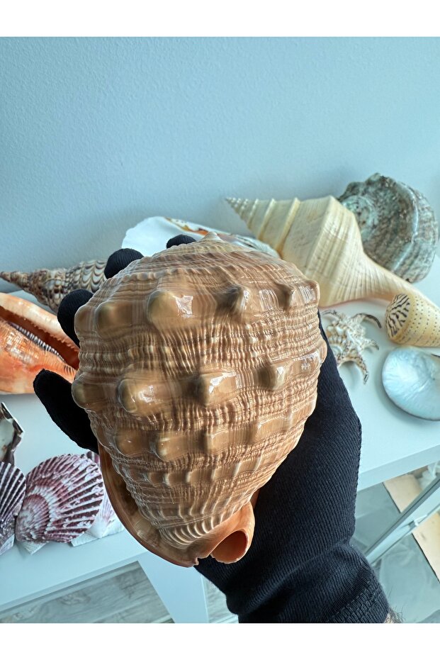 Seashell Rio Deniz Kabuğu; Cassis Rufa (Helmet Shell) | 13-15 cm Büyük ...