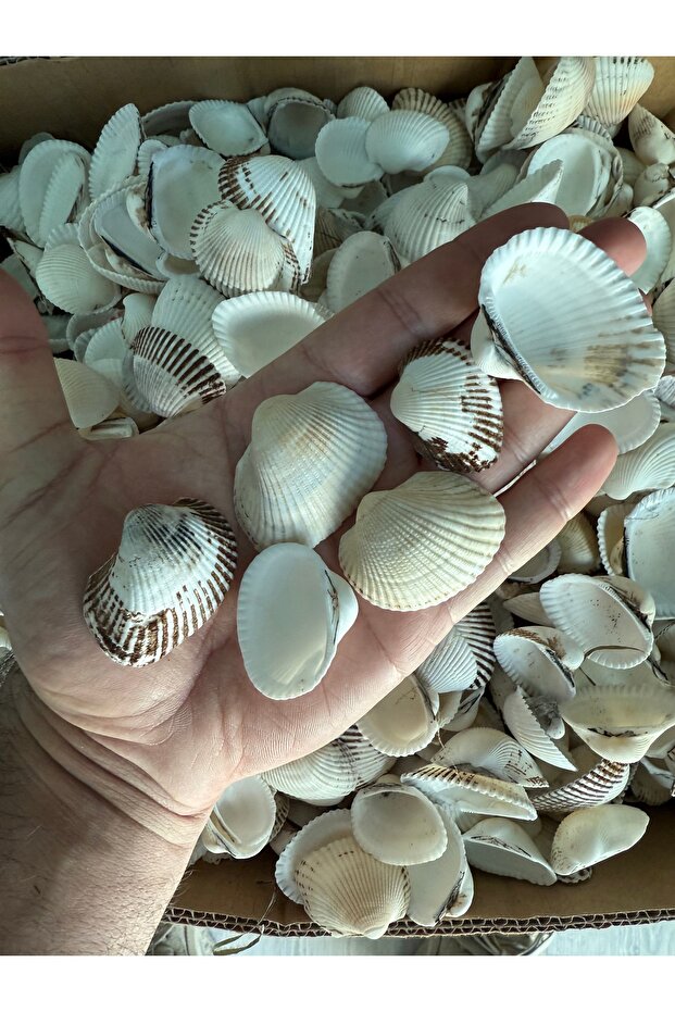 Seashell Rio Doğal Kum Midyesi / 10 Adet / 3-5 cm /Deniz Kabugu Saksı Teraryum Dekor - Fiyatı ...