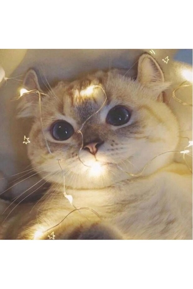 Flippy Christmas String Lights - 15 m, 150 LEDs, Multicolor RGB, Music ...