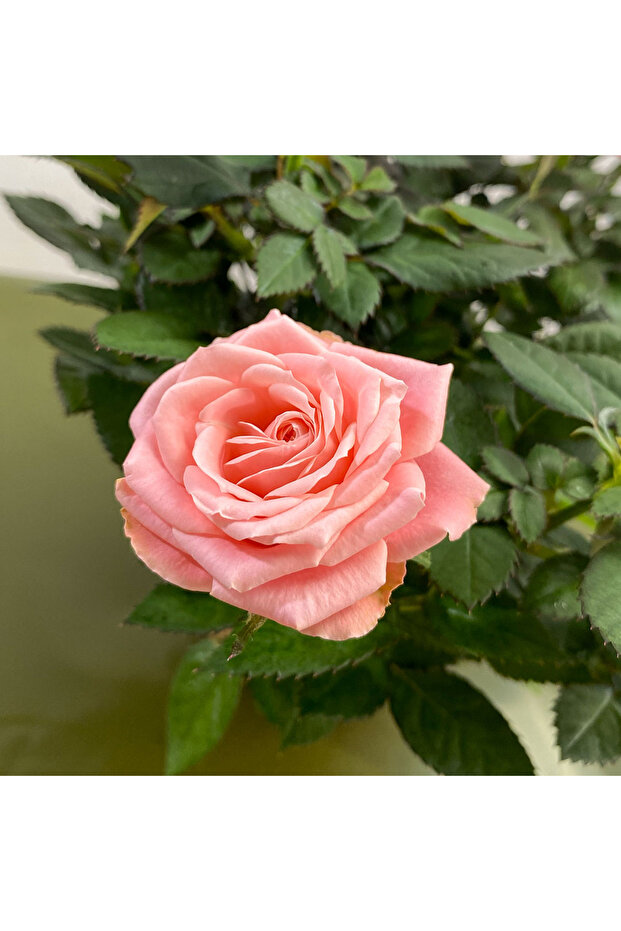 NADİR KAKTÜS Mini Bodur Gül Açık Pembe | 25-30 cm Boy Canlı Ev & Balkon ...