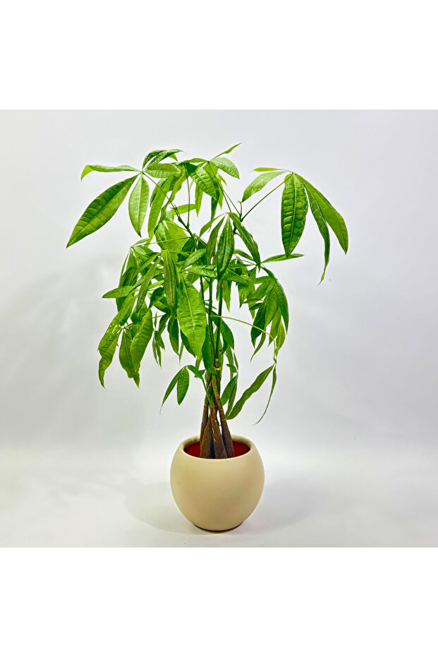 ERNAZ Pachira Aquatica (Money Tree – Para Ağacı) | 17 cm Saksı 80-90 cm ...