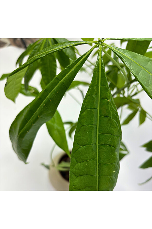 ERNAZ Pachira Aquatica (Money Tree – Para Ağacı) | 17 cm Saksı 80-90 cm ...