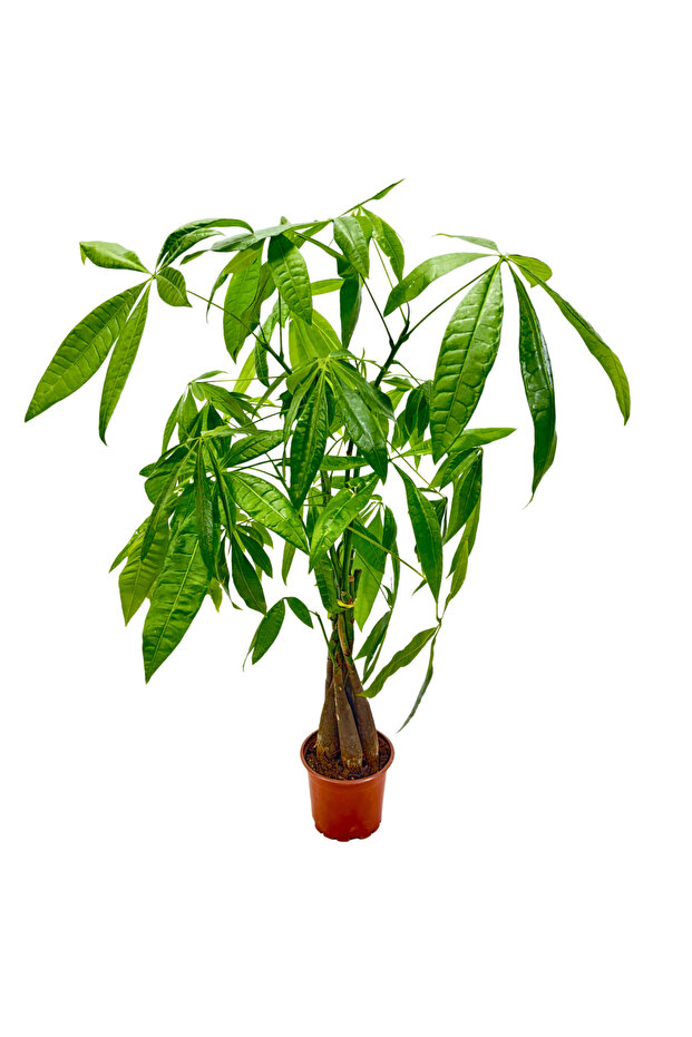 ERNAZ Pachira Aquatica (Money Tree – Para Ağacı) | 17 cm Saksı 80-90 cm ...