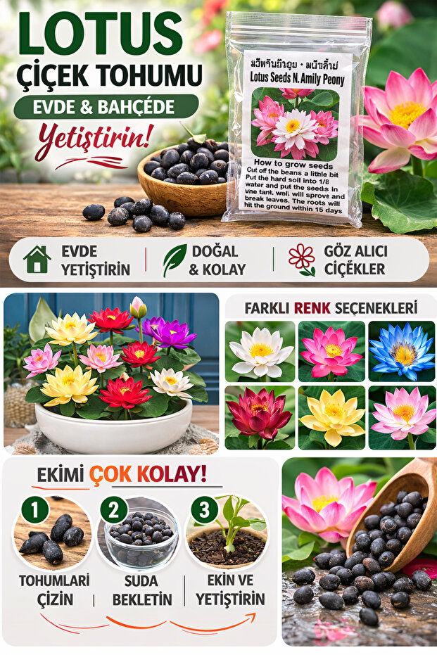 FLORICA Lotus Çiçeği Tohumu 10 Adet – Nilüfer Çiçeği Tohumu Nadir ...
