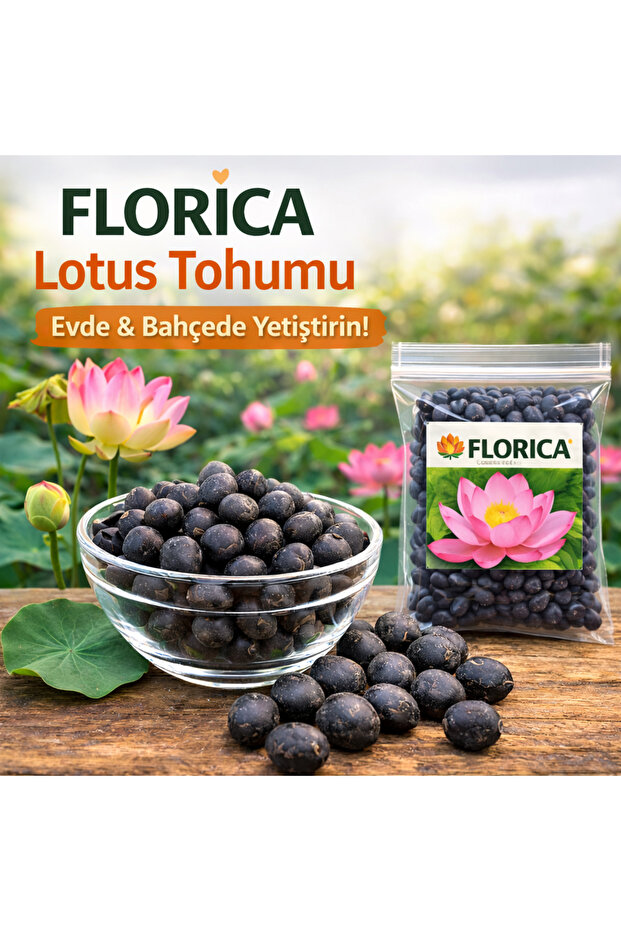 FLORICA Lotus Çiçeği Tohumu 10 Adet – Nilüfer Çiçeği Tohumu Nadir ...