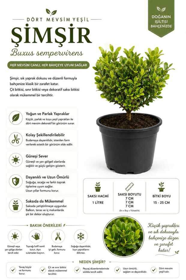 pati nefes Şimşir (Buxus Sempervirens) 1 Lt Saksılı 15-25 Cm Her Dem ...