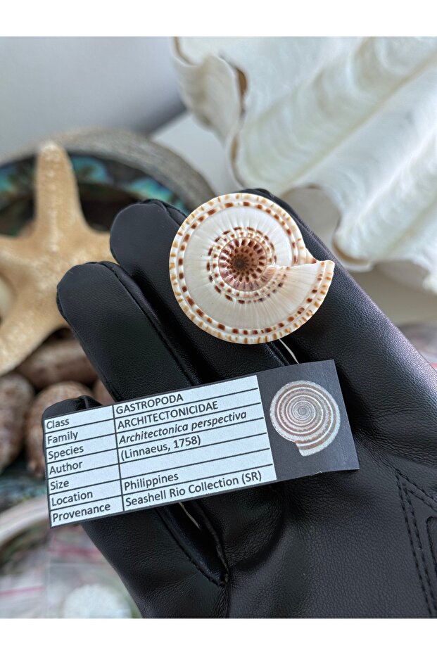 Seashell Rio Deniz Kabuğu; Architectonica perspectiva | 3-4 cm | 1 Adet ...