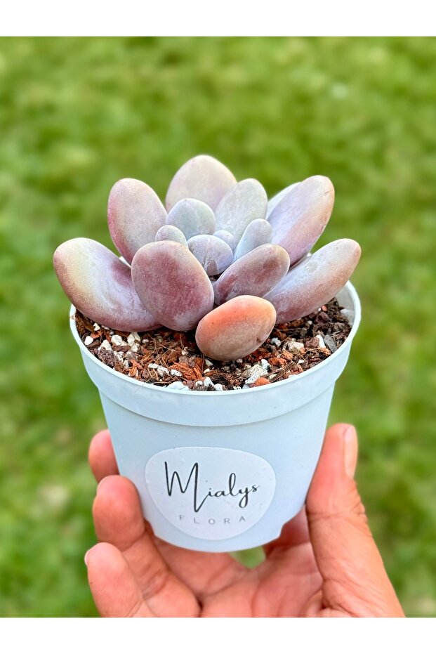Mialys İthal Pembe Renkli Sukulent Graptopetalum Amethystinum ...