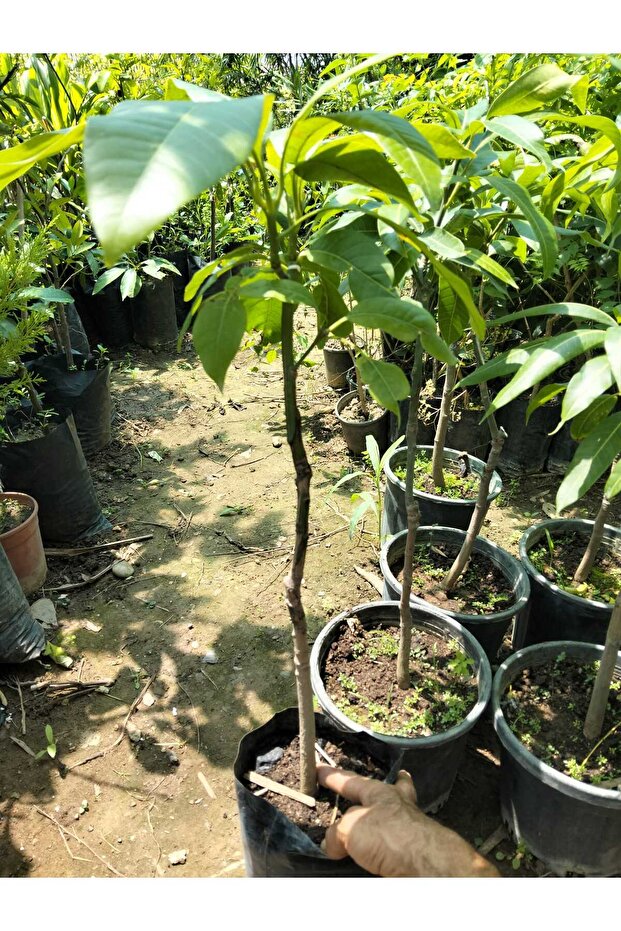 ZEYSEN TROPİKAL MANGO FİDANI AŞILI KALIN GÖVDE 5 YAŞ - Fiyatı, Yorumları