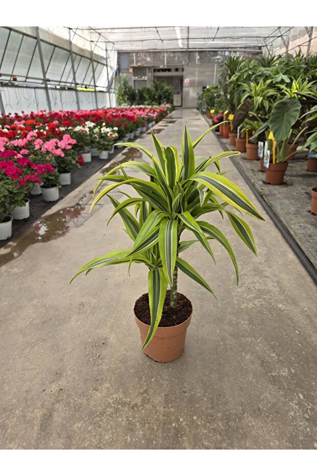 ERNAZ Dracaena Fragrans Lemon Lime / 2 Gövdeli / 60-80 cm Boy / İç ...