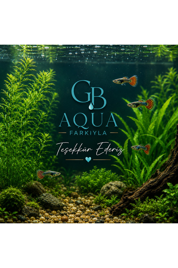 GB AQUA Bitkili Akvaryum Başlangıç Seti | Eledoa + Rotala Orange ...