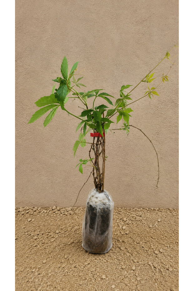 Vasada Sarmaşık Fidanı (Amerikan) Parthenocissus Quinquefolia Virginia ...