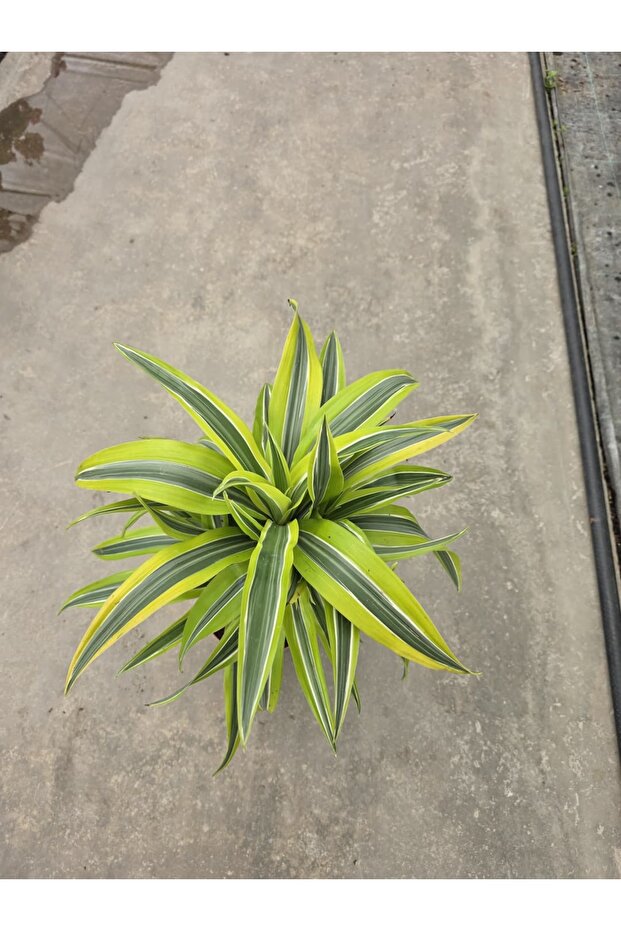 ERNAZ Dracaena Fragrans Lemon Lime / 2 Gövdeli / 60-80 cm Boy / İç ...