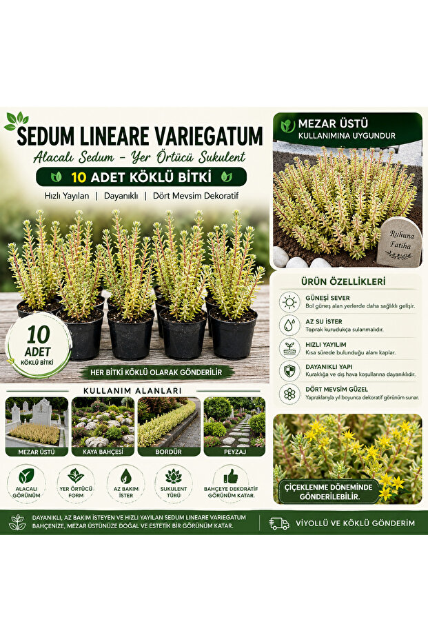 FİDEİSTE 10 Adet Sedum Lineare Variegatum (Alacalı Sedum) Köklü Yer ...