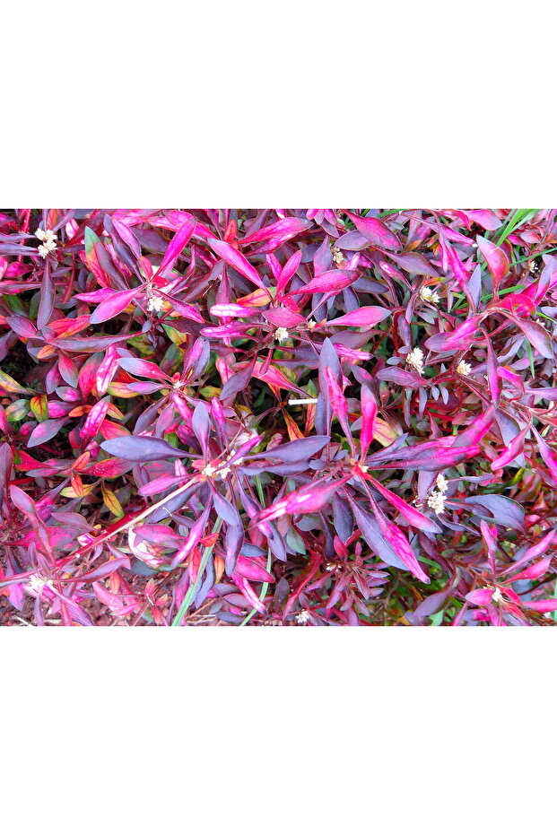 Moss Akvaryum Alternanthera Sessilis Akvaryum Bitkisi, Canlı Bitki 5 ...