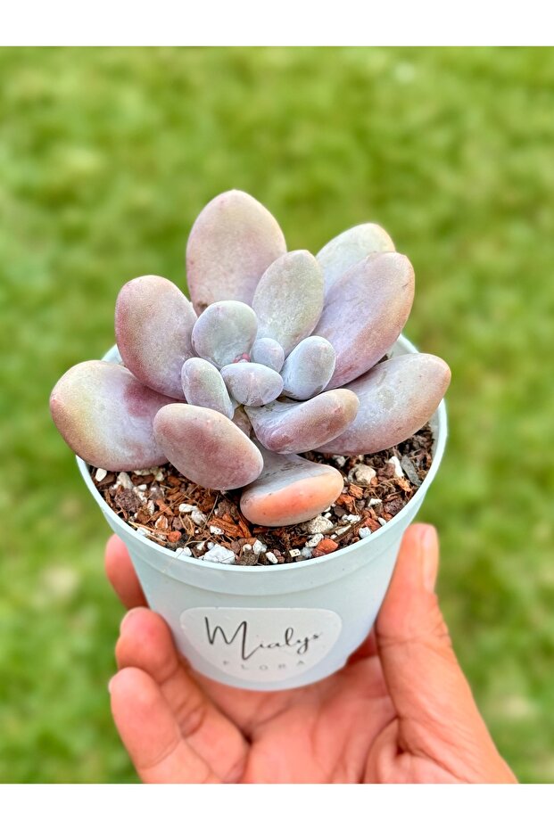 Mialys İthal Pembe Renkli Sukulent Graptopetalum Amethystinum ...