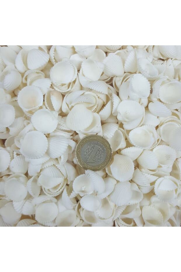 Genel Markalar Clam Rose Cochles- Küçük Kiloluk Deniz Kabuğu (100gr ...