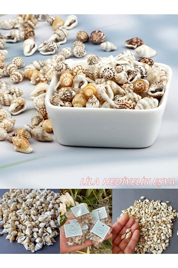 LilaHediyelikEşya 300 Adet Nassa Shell Doğal Deniz Kabuğu (Boyut Ortalama 1 cm) - Fiyatı, Yorumları