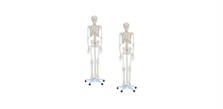 Anatomia İnsan İskeleti 180 cm Fiyatı, Yorumları - Trendyol