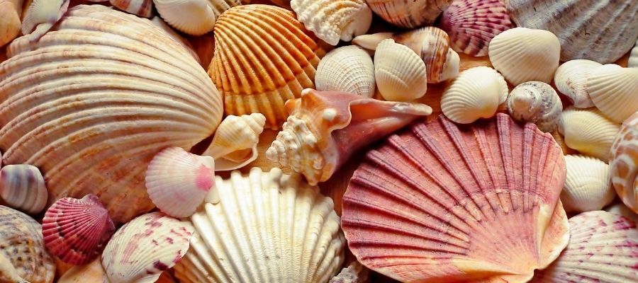 Deniz Kabuğu Ile Neler Yapılır? - Trendyol Blog Deniz Kabuğu Ile Neler Yapılır? - Trendyol Blog