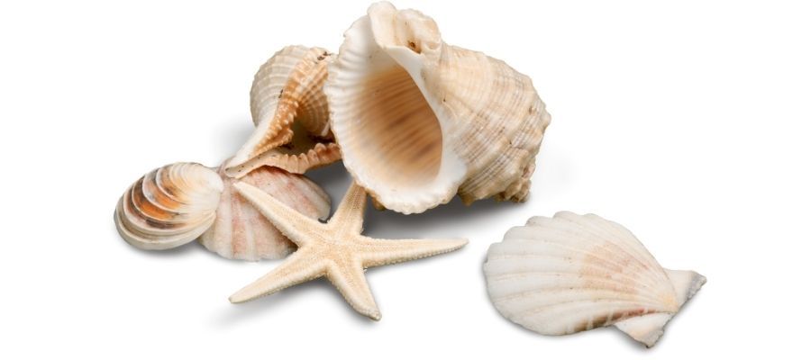 Deniz Kabuğu Ile Neler Yapılır? - Trendyol Blog Deniz Kabuğu Ile Neler Yapılır? - Trendyol Blog