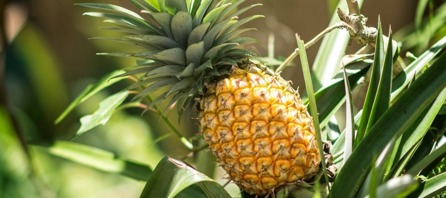 Ananas Nasıl Yetiştirilir? Evde Ananas Yetiştirme Yöntemleri - Trendyol ...