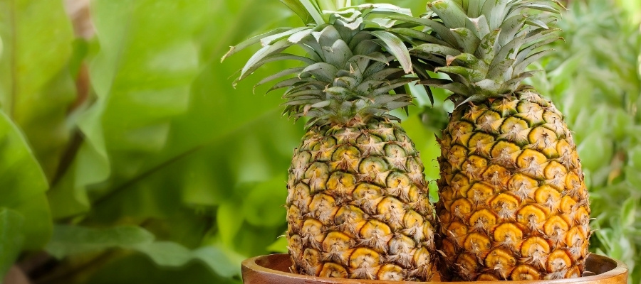Ananas Nasıl Yetiştirilir? Evde Ananas Yetiştirme Yöntemleri - Trendyol ...