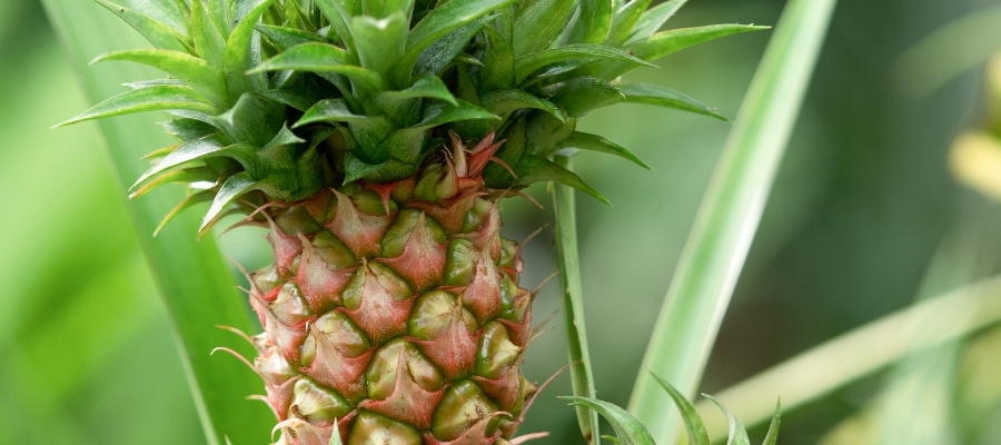 Ananas Nasıl Yetiştirilir? Evde Ananas Yetiştirme Yöntemleri - Trendyol ...