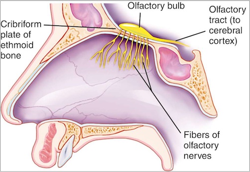 DİSTİLEX Burunex Inhaler Koklama Tüpü (BURUN AÇICI)( Nane Yağı ...