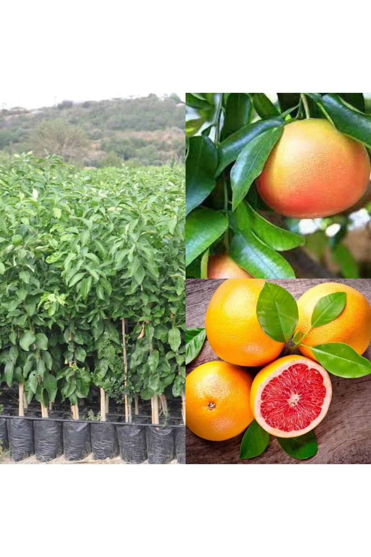 Doğan Fidancılık Star Ruby Greyfurt Fidanı 2 yaş tüplü 90-120cm - Fiyatı, Yorumları