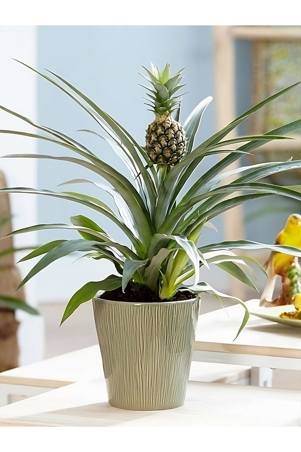 Coco Boho Mini Ananas Bitkisi - Bodur meyveli Ananas Ağacı -Ananas ...