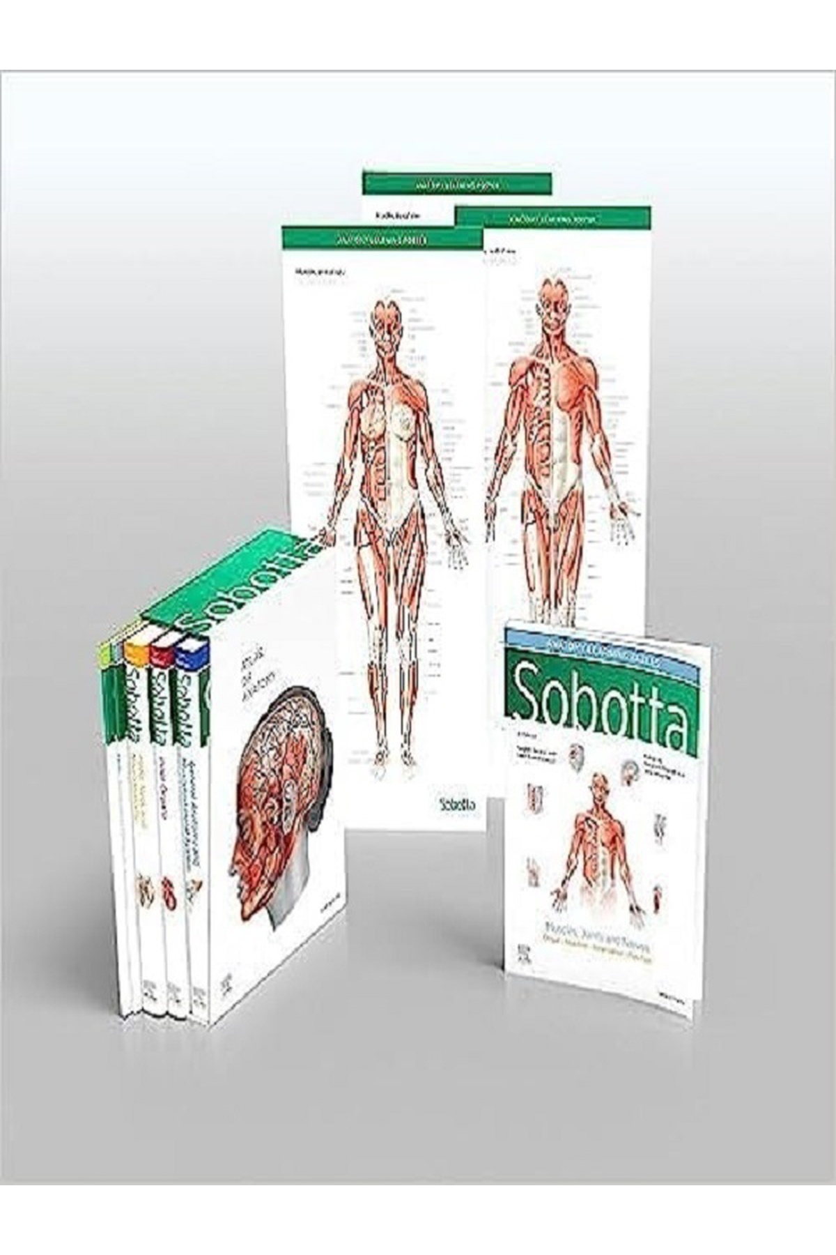 Elsevier Sobotta Atlas of Anatomy, Package, 17th ed. Fiyatı, Yorumları ...