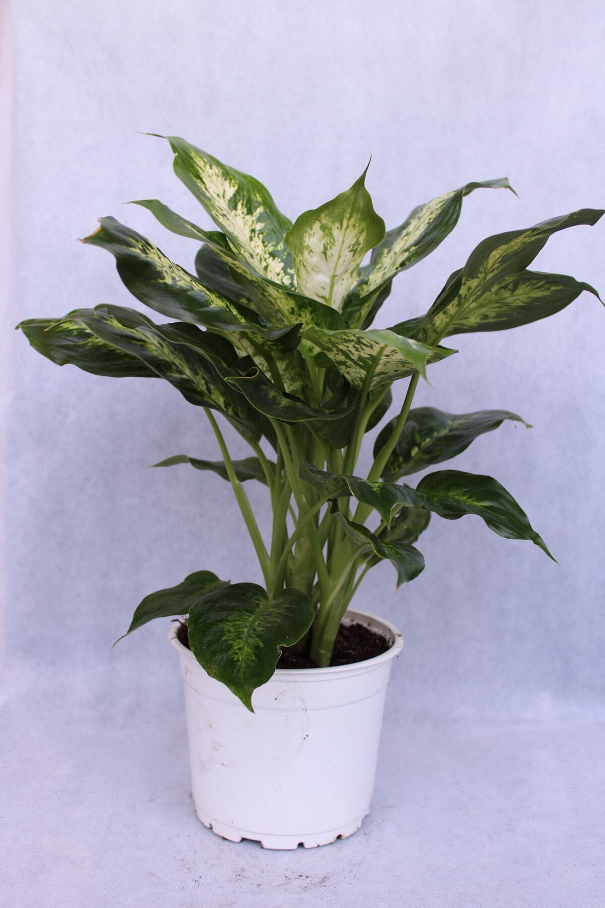 BotanikBahçem Difenbahya Camilla Bitkisi 17 Cm Saksı Çapı 21 Cm Boy Ev ...