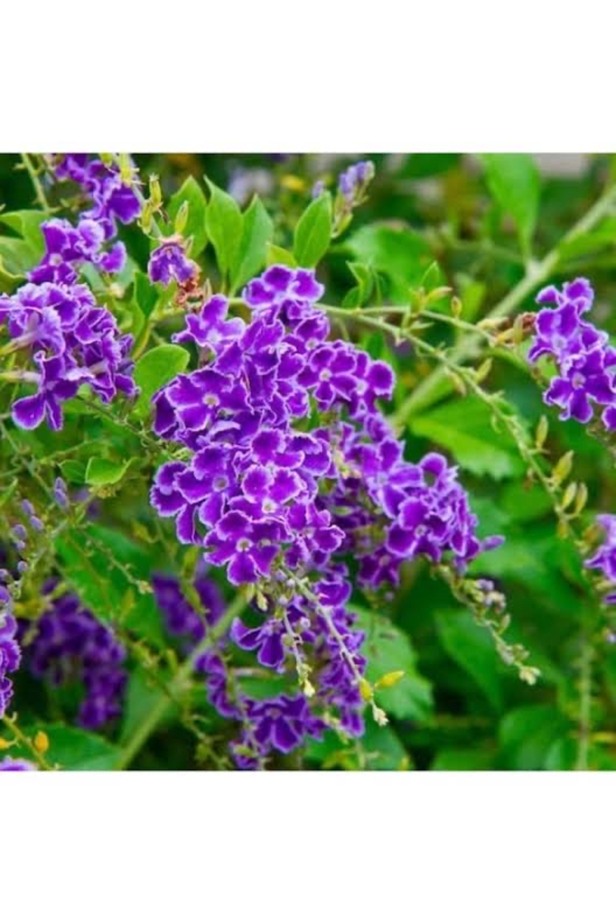 körfezgardens Duranda Bitkisi Ağaç Menekşesi Fiyatı, Yorumları - Trendyol