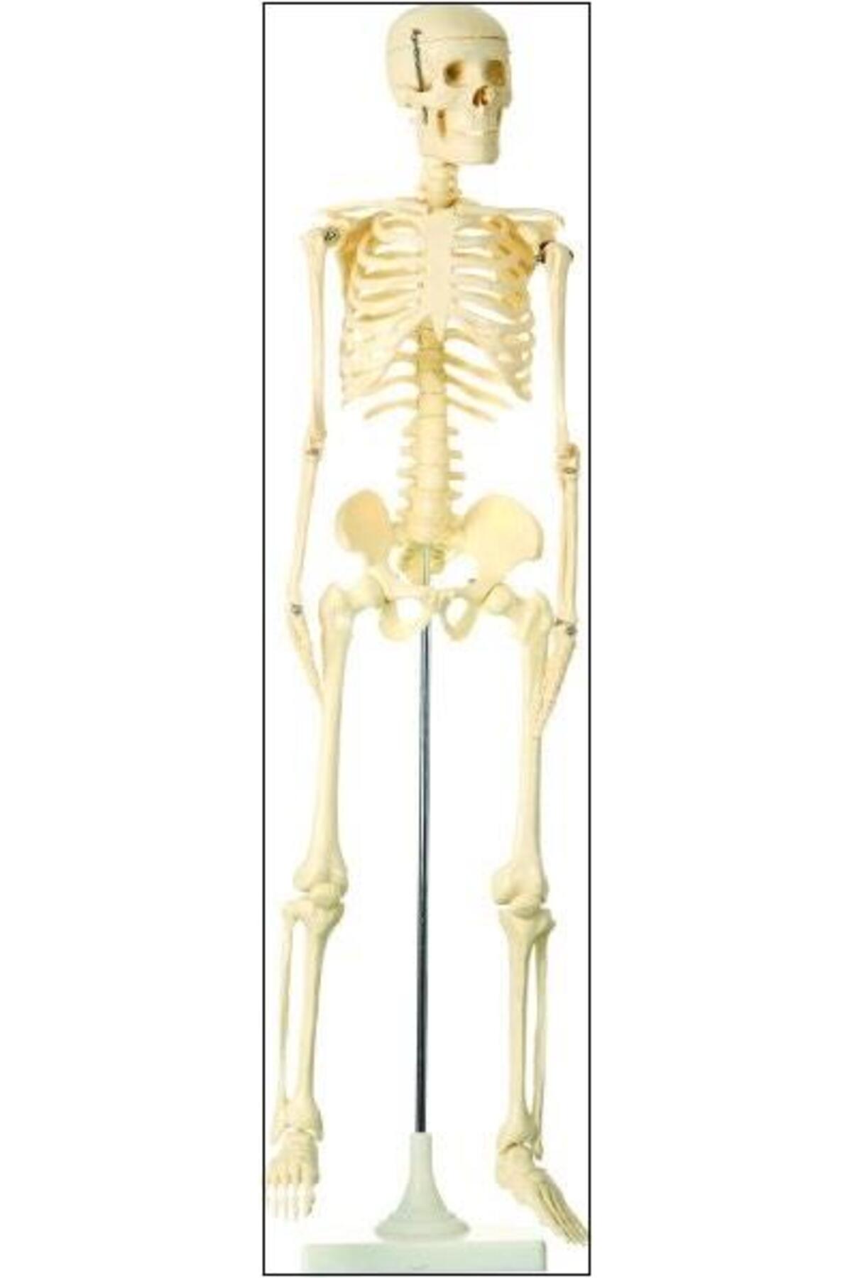 Edulab İnsan Iskelet Modeli 85cm Fiyatı, Yorumları - Trendyol