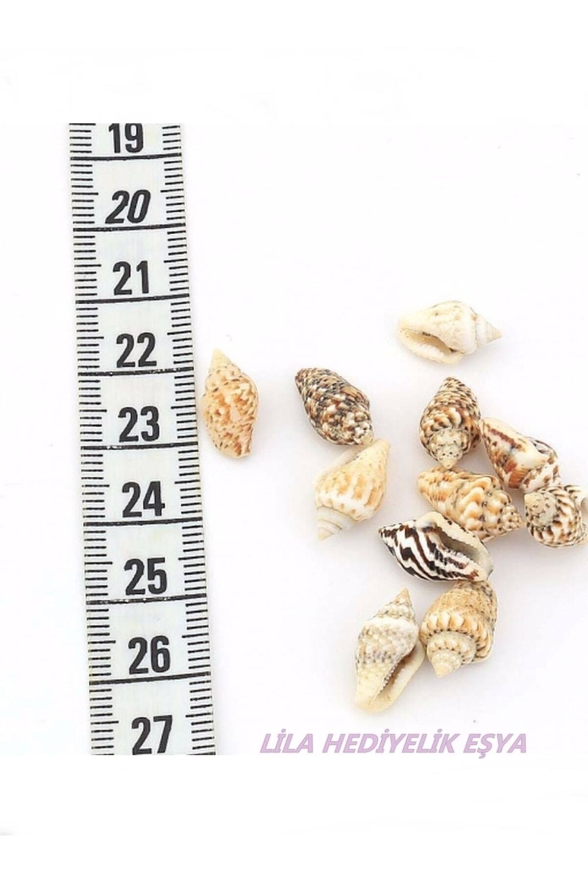 LilaHediyelikEşya 250 Adet Doğal Deniz Kabuğu ( Nassa Shell ) Akvaryum Süsleme Hobi El Sanatları ...