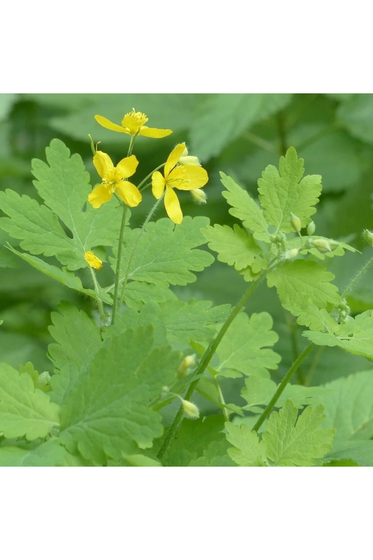 E-fidancim Kırlangıç Otu Tohumu (5 tohum) - Fiyatı, Yorumları